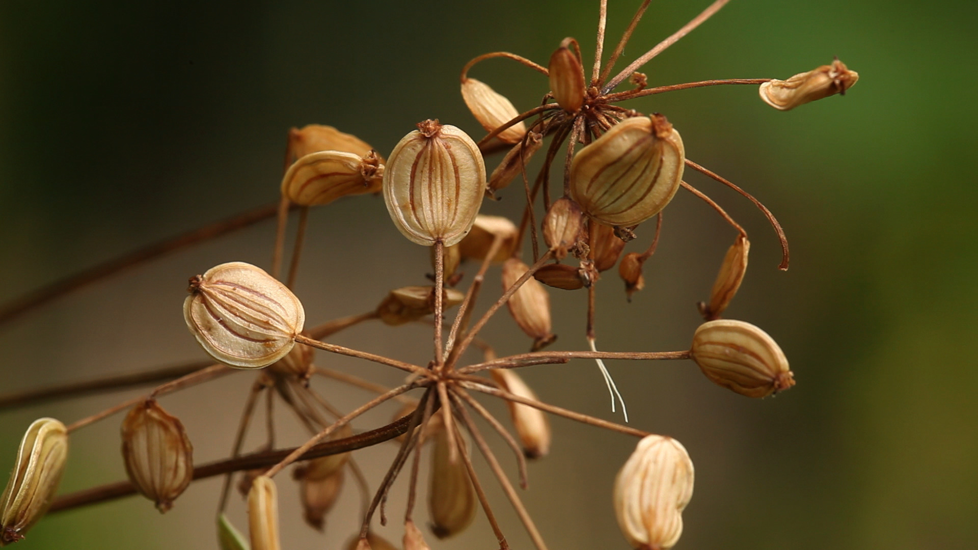 How to use our translation platform? | Diyseeds